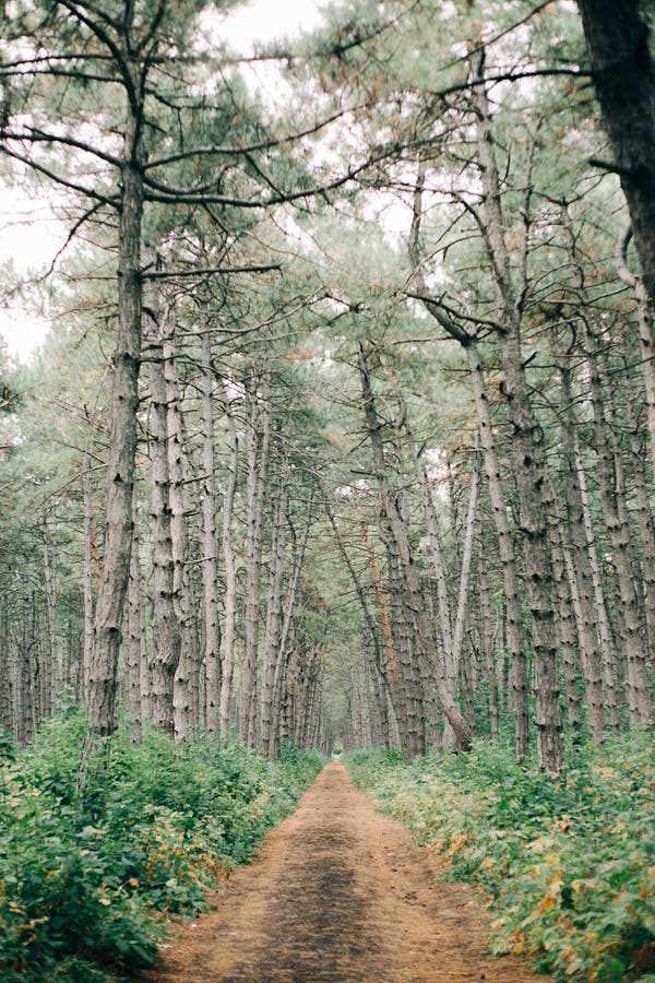Scenic Trail in the Pine Forest in the Spring Stock Image - Image of ...
