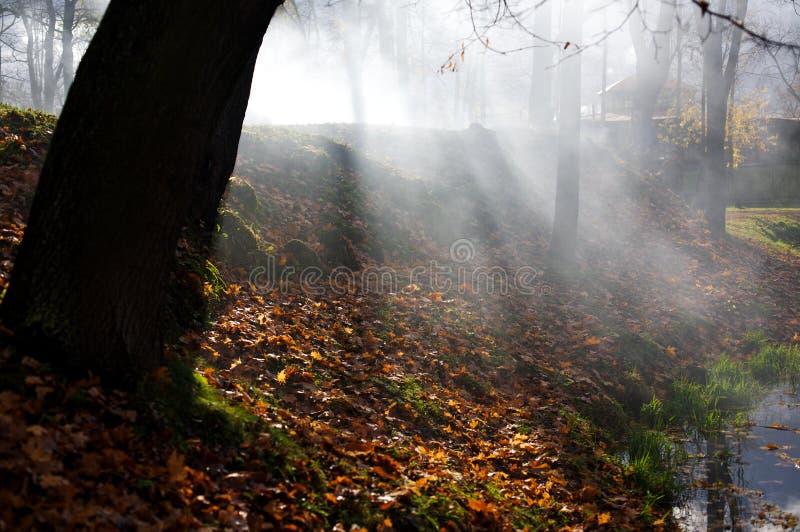 Scenic Tree in Autumn Scene Stock Photo - Image of overhanging ...