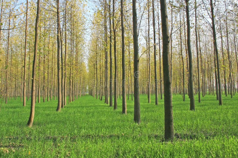 Scenic Tree Plantation Farms in North India Stock Image - Image of ...