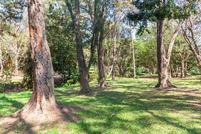 Scenic Trees Grass Nature Reserve Outdoors Landscape Stock Image ...