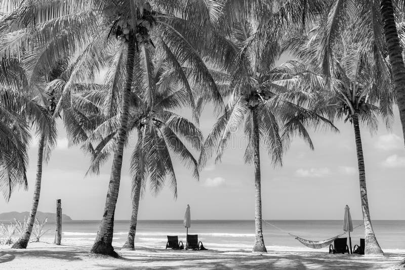 Scenic Tropical Beach With Palm Trees And Hammock Monochrome Idyllic