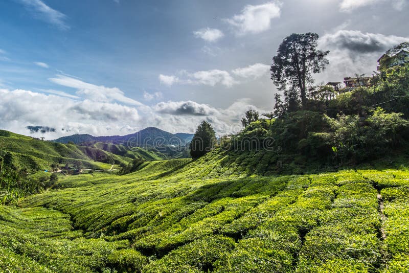 Scenic Valley with Green Tea Plantation Stock Image - Image of view ...
