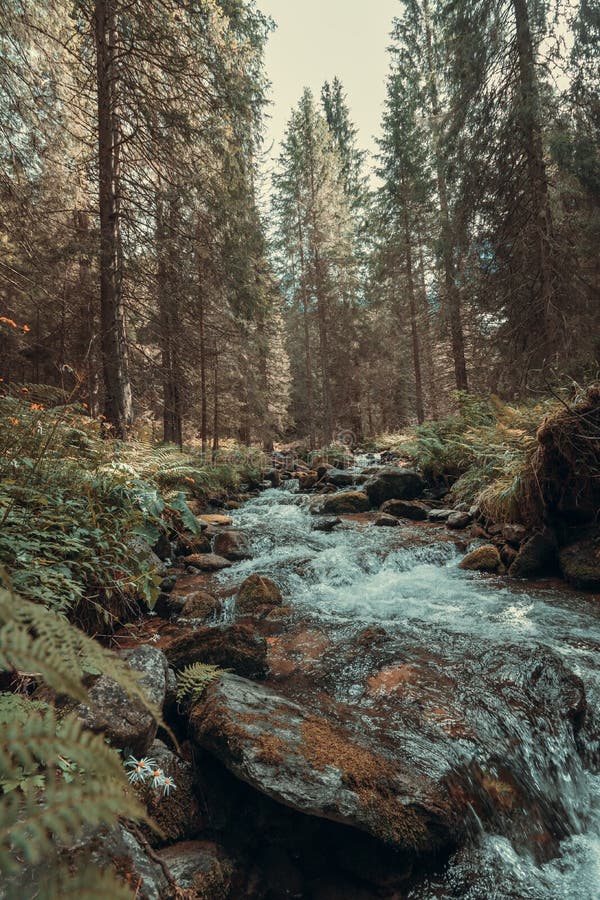 Scenic Vertical Low Angle Shot of a Stream in the Middle of the Forest ...
