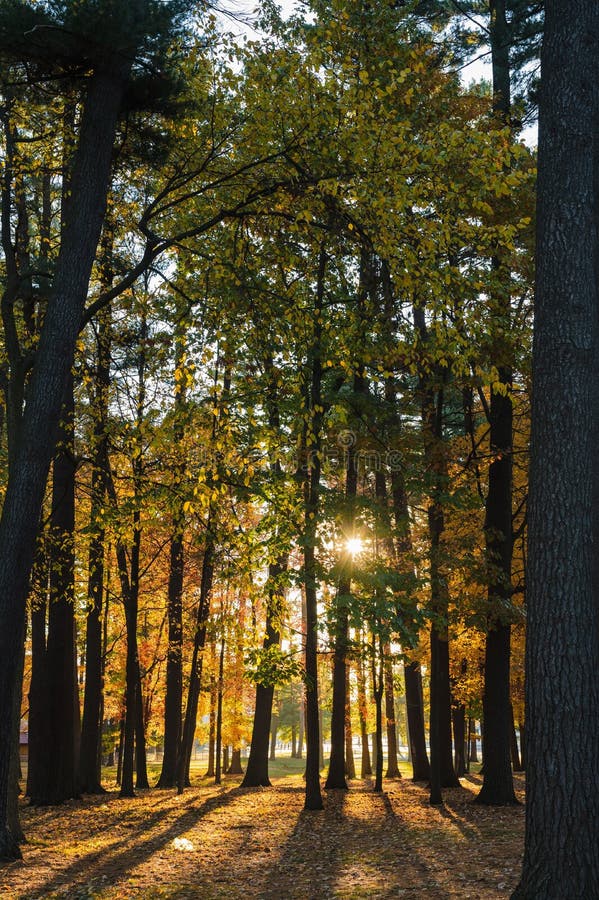 Scenic Vertical Shot of a Forest in Fall Stock Photo - Image of tree ...