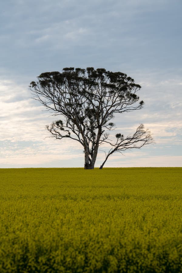 Scenic Vertical Shot of a Huge Tree in the Middle of a Meadow Stock ...