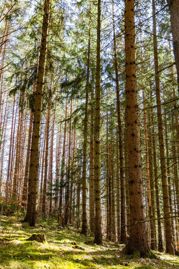 Scenic Vertical View of Beautiful Tall Trees in a Forest during Daytime ...