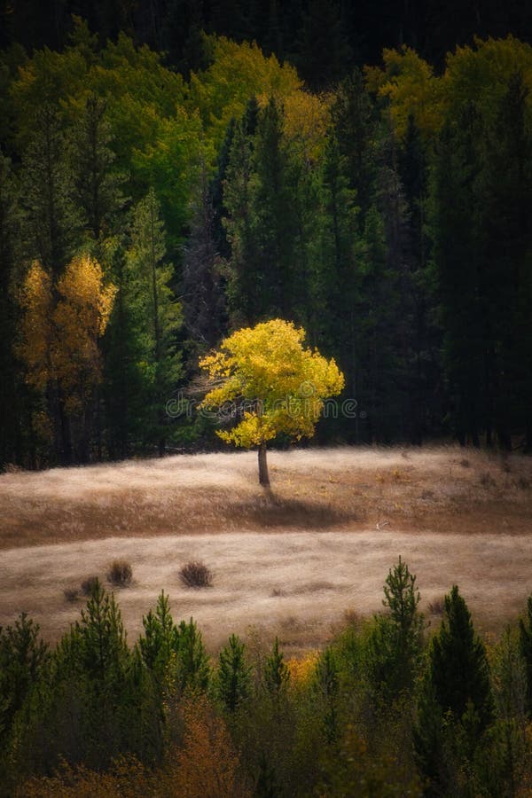 Scenic Vertical View of a Small Lone Tree in the Middle of an Evergreen ...
