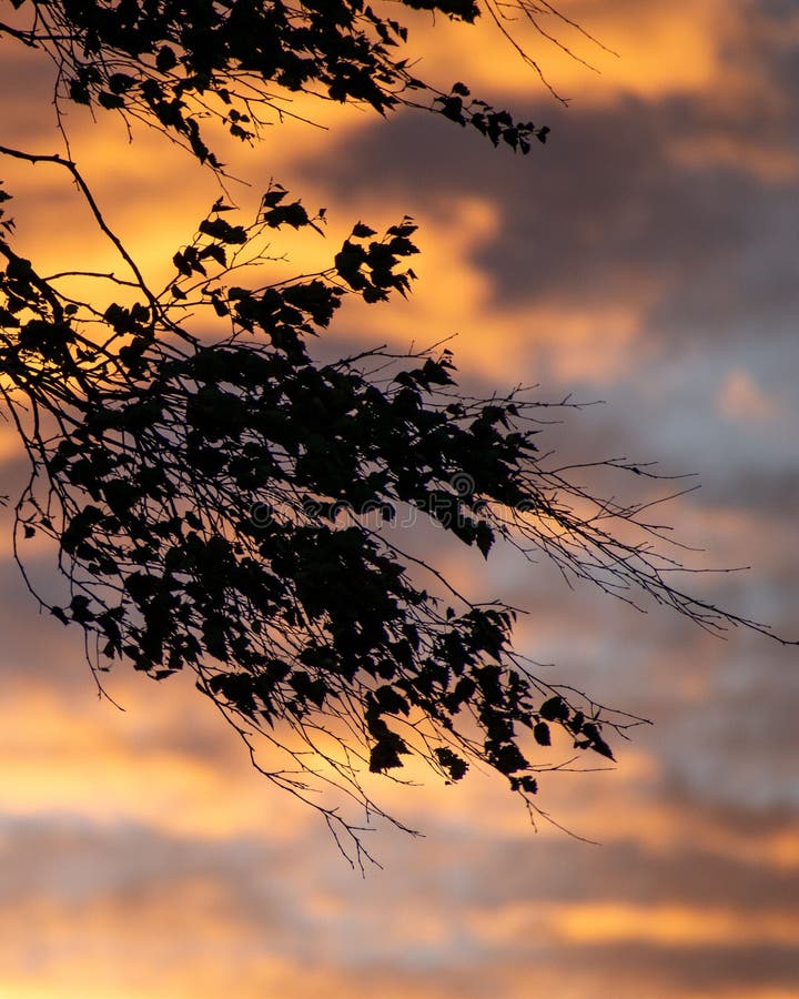 Scenic Vertical View of Tree Branches Against a Beautiful Sky during a ...