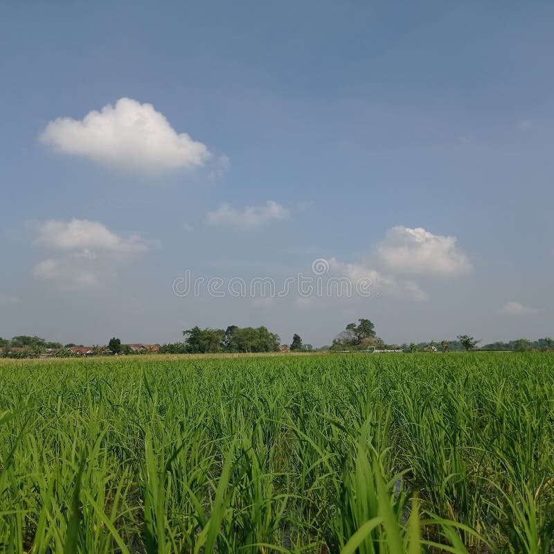 Scenic View Of Agricultural Field Against Sky During Sunset Picture ...