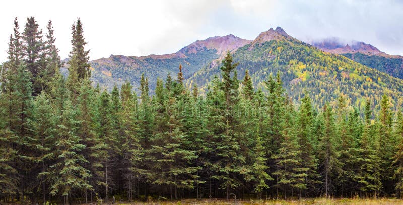 Scenic View of Alaska Colorful Forest Trees in Fall Stock Image - Image ...