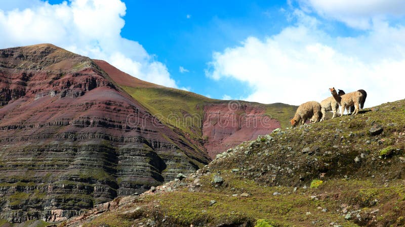 Scenic View of Alpacas in the Rainbow Mountain in a Rural Area in Cusco ...