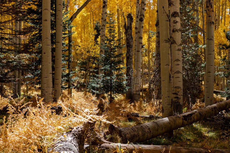 Fallen Trees in the Aspen FOrest Stock Image - Image of forest, color ...