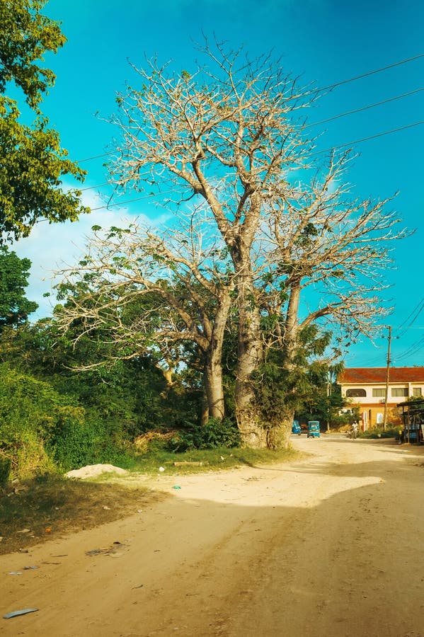Scenic View of a Baobab Tree Growing on the Roadside at Diani Beach in ...