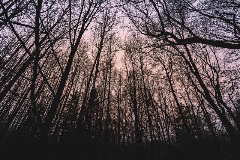 Scenic View of Bare Trees in a Forest during Sunset Stock Image - Image ...