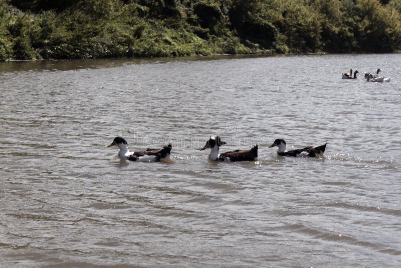 Scenic View of the Beautiful, Peaceful River with Ducks. Summer ...