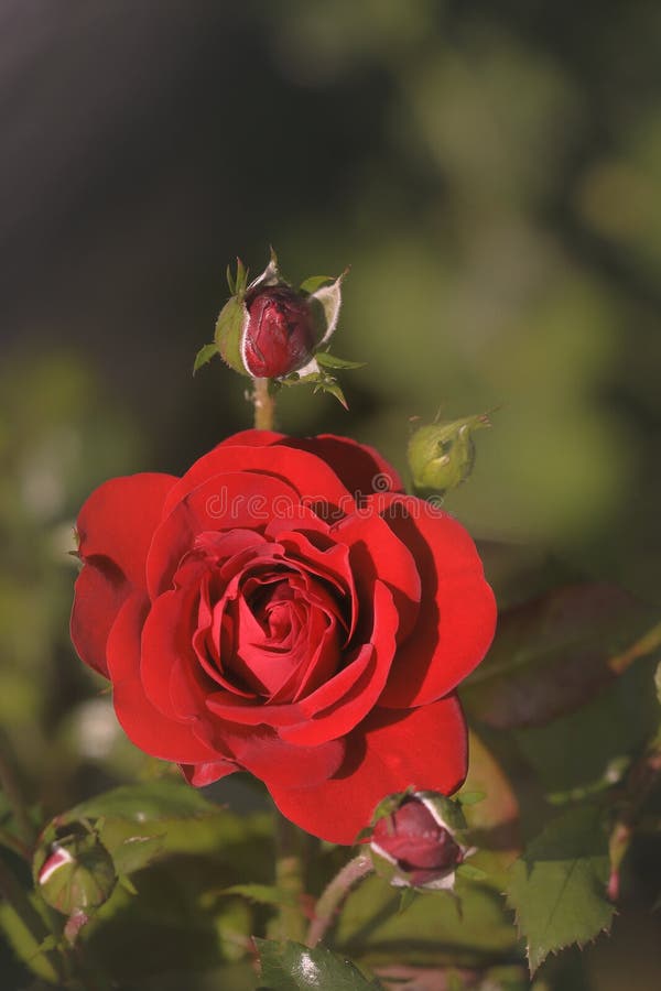 Gorgeous Red Rose in Full Bloom with Buds Around Stock Photo - Image of ...