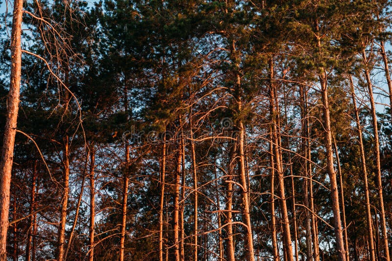 Scenic View of Beautiful Tall Trees Stock Photo - Image of trees ...