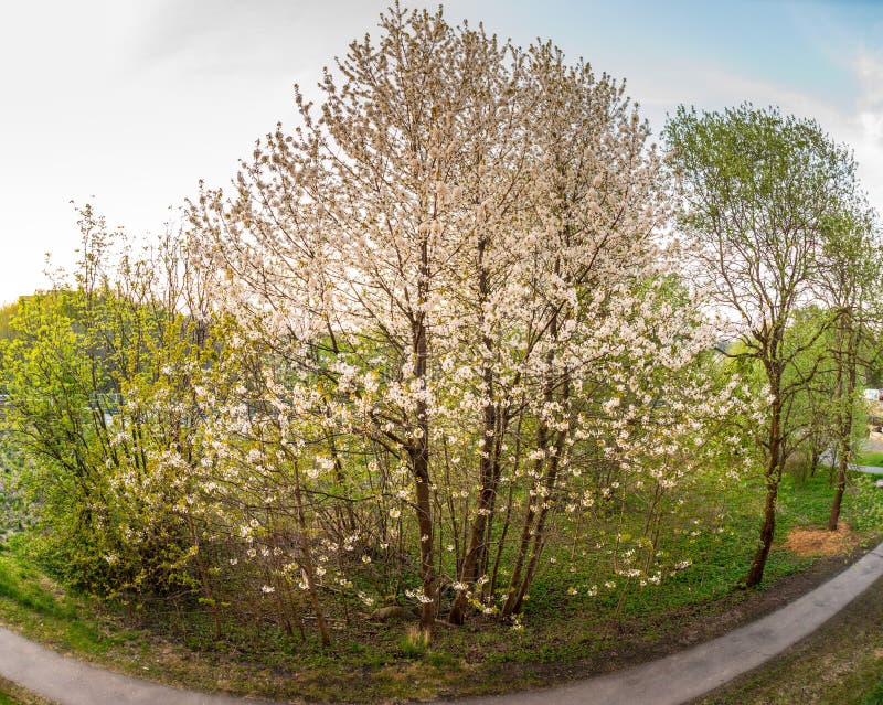 Scenic View of Beautiful Trees in an Evergreen Field Stock Image ...