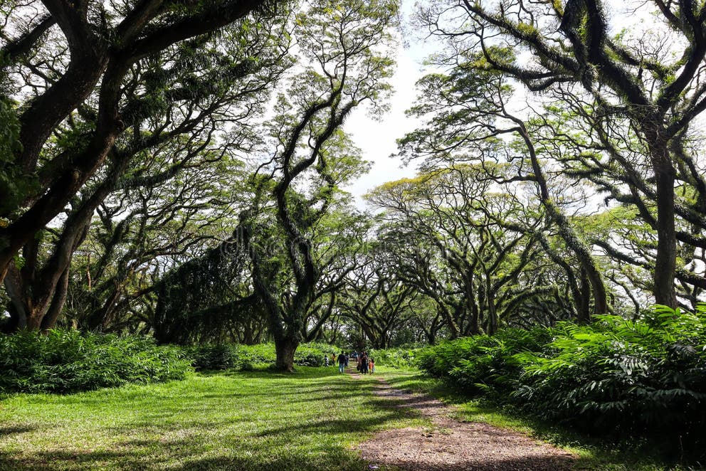 Scenic View of Big Green Trees with Path in De Djawatan Forest in East ...