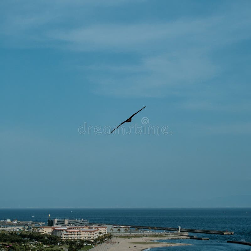 Scenic View of a Bird Flying in Blue Sky Above the Shore Stock Photo ...