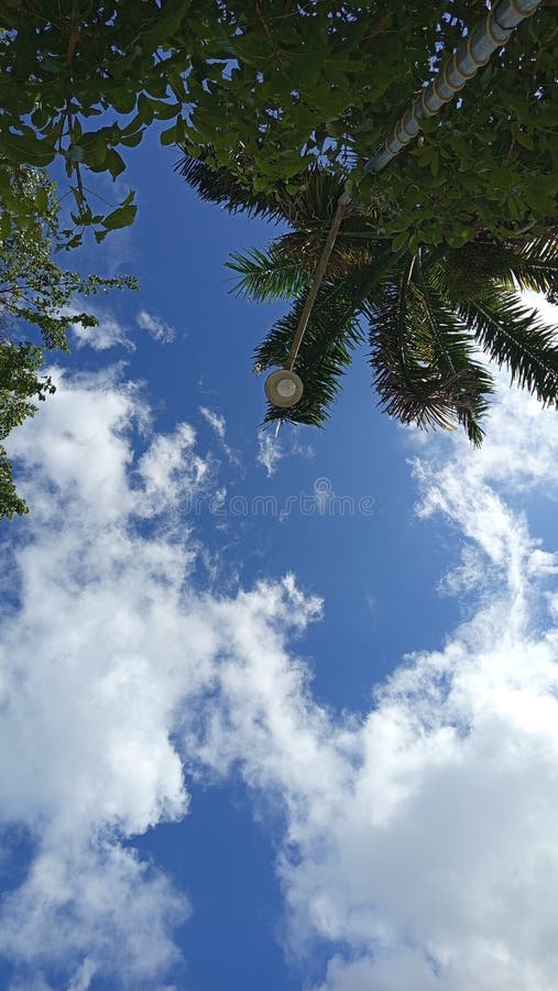 Scenic View of Blue Sky with Fluffy Clouds and Tropical Trees from ...