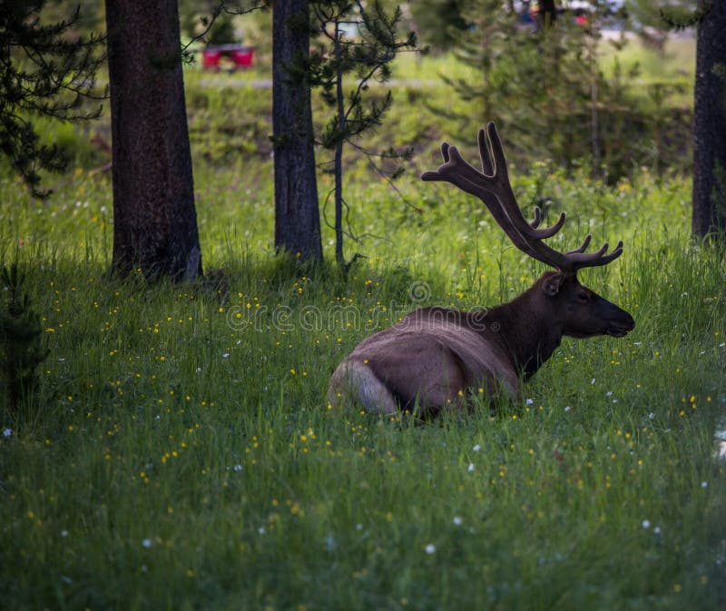 Scenic View of a Brown Elk Lying in Green Grass Stock Photo - Image of ...