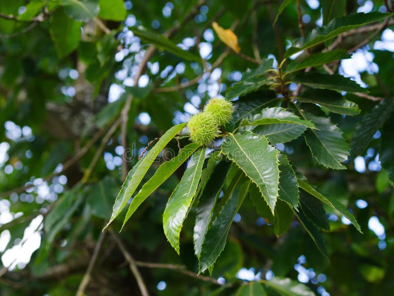 Scenic View of a Chestnut Tree with Green Leaves Stock Photo - Image of ...