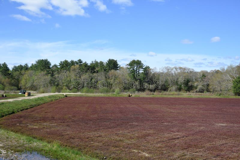 Scenic View of Cranberry Bogs on a Fall Day Stock Image - Image of grow ...