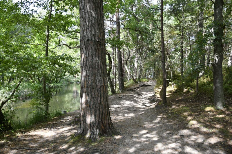 Scenic Forest View with Towering Trees Stock Photo - Image of ...