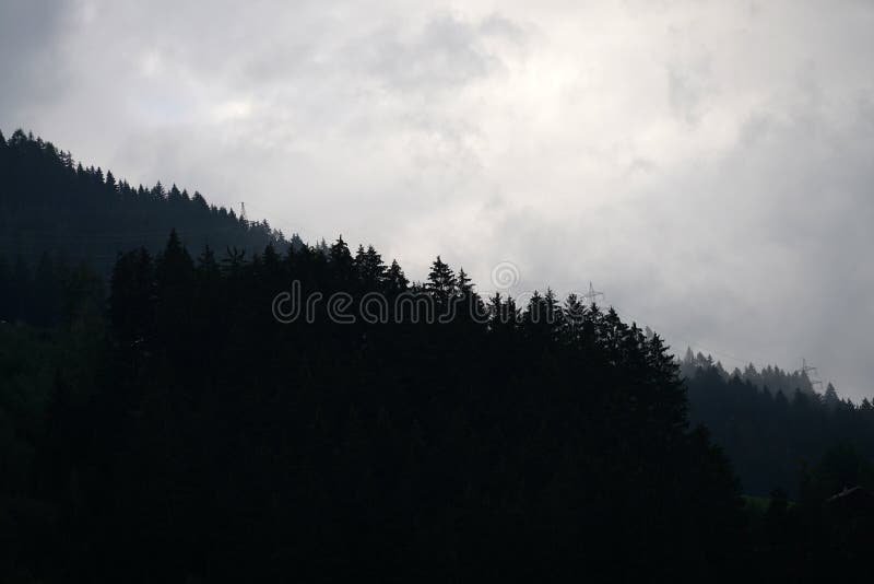 Scenic View of a Dense Forest with Tree Rows Making a Perfect Line with ...