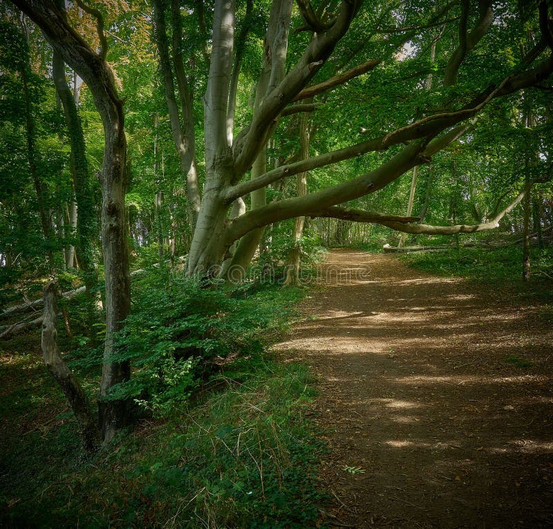Scenic View of a Dirt Path Going through a Woodland Forest Stock Photo ...