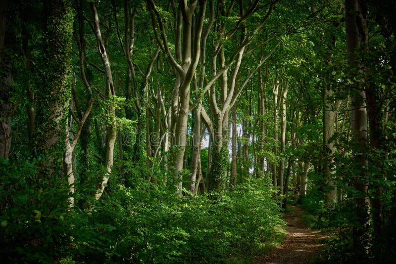 Scenic View of a Dirt Path Going through a Woodland Forest Stock Image ...