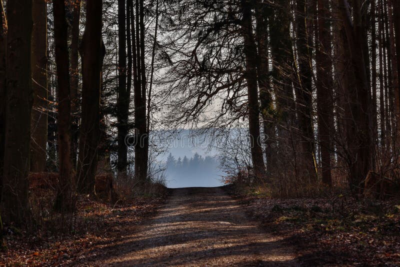 Scenic View of a Dirt Path Passing through a Forest with a Beautiful ...