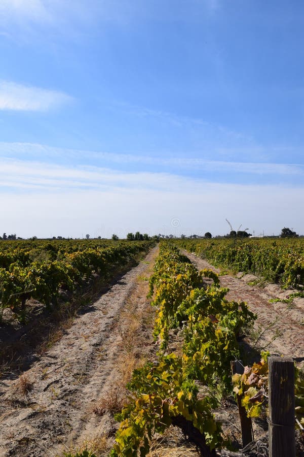 Scenic View of a Dirt Path with Rows of Trees Stock Photo - Image of ...