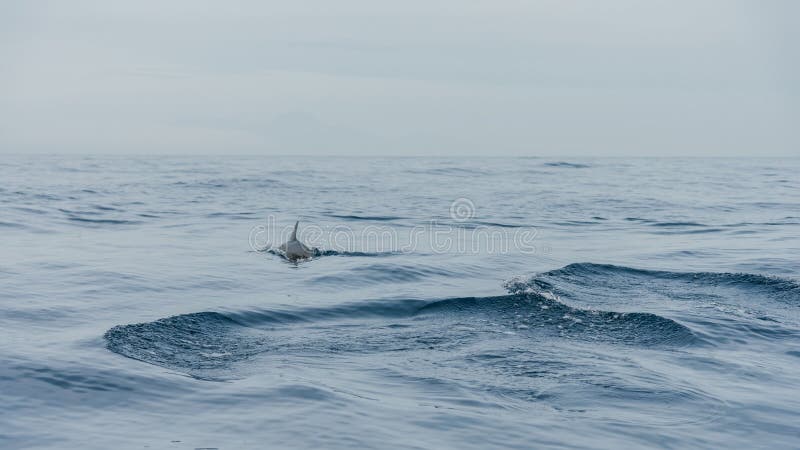 Scenic View of a Dolphin on the Water Surface of the Sea Stock Photo ...