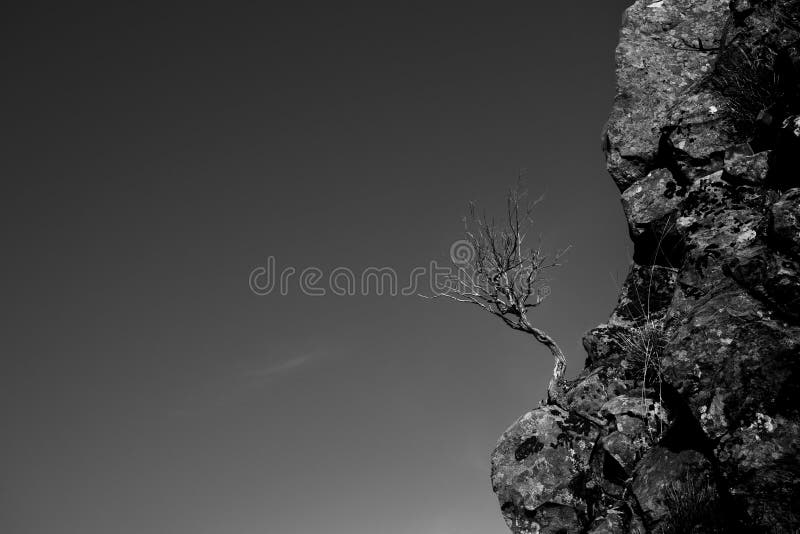 Scenic View of a Dried Tree in a Cliff Shot in Grayscale Stock Image ...