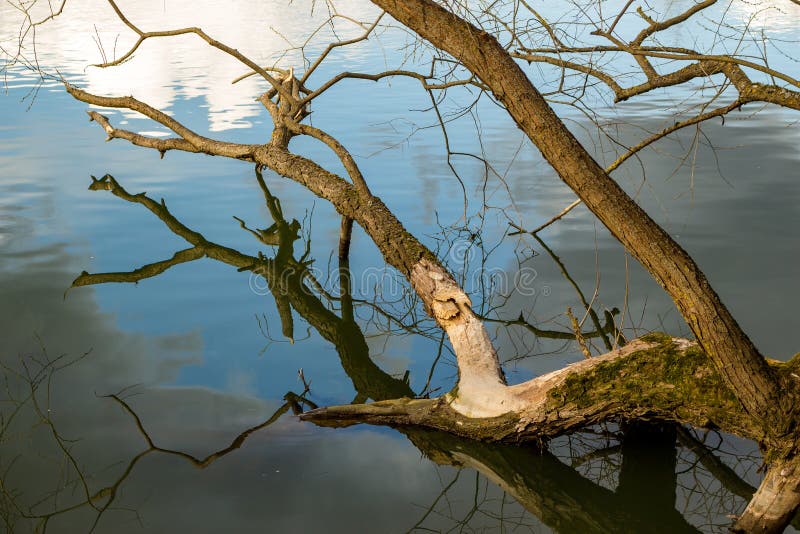 Scenic View of a Fallen Tree in River Water Stock Image - Image of ...