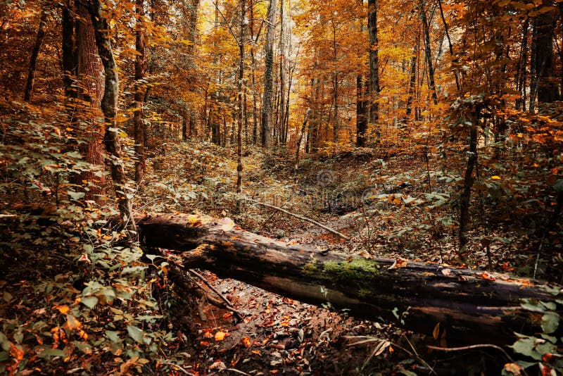 Scenic View of a Fallen Tree Trunk in a Forest during Autumn Stock ...