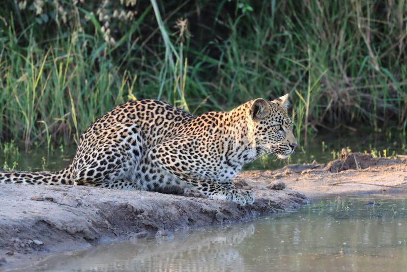 Scenic View of a Female Leopard Lying on the Ground Next To Water Stock ...