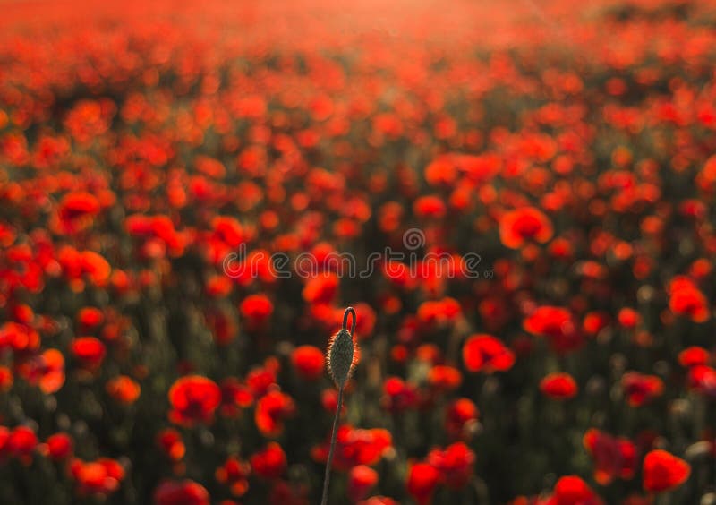 Scenic View of the Field with Red Poppies Stock Image - Image of ...