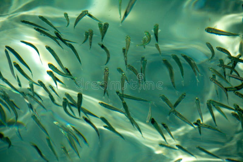 Scenic View of Fish Swimming in the Water Stock Photo - Image of fresh ...