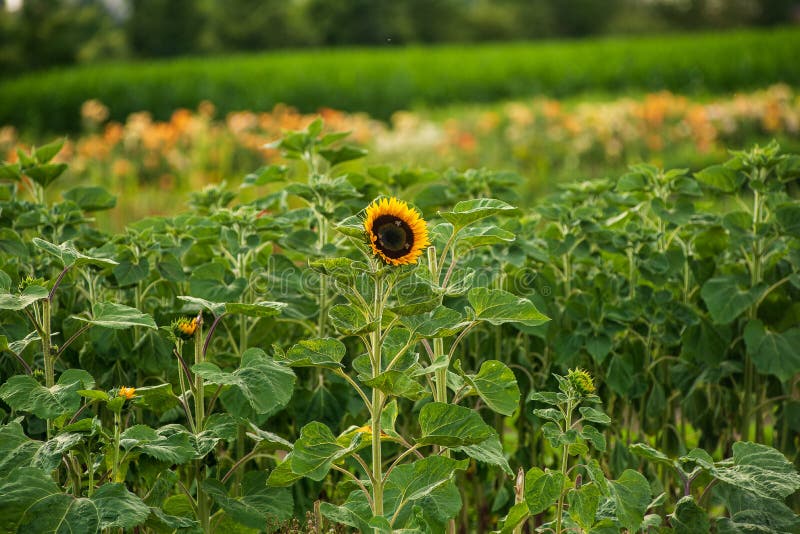 Scenic View of Flower Field Stock Photo - Image of crop, botany: 153020688