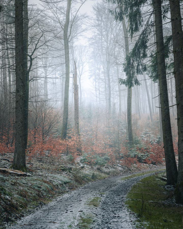 Scenic View of a Foggy Forest Landscape, with a Clear Pathway in the ...
