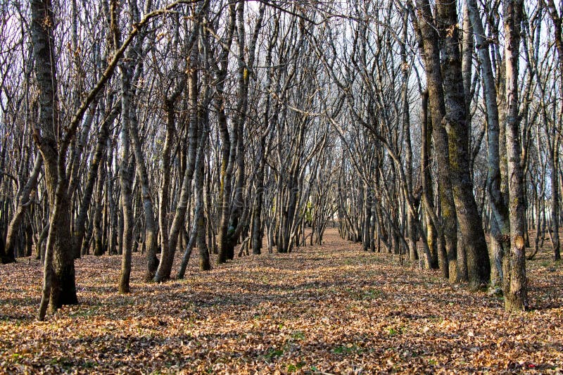 Scenic View of a Forest with Bare Trees Stock Image - Image of wooded ...