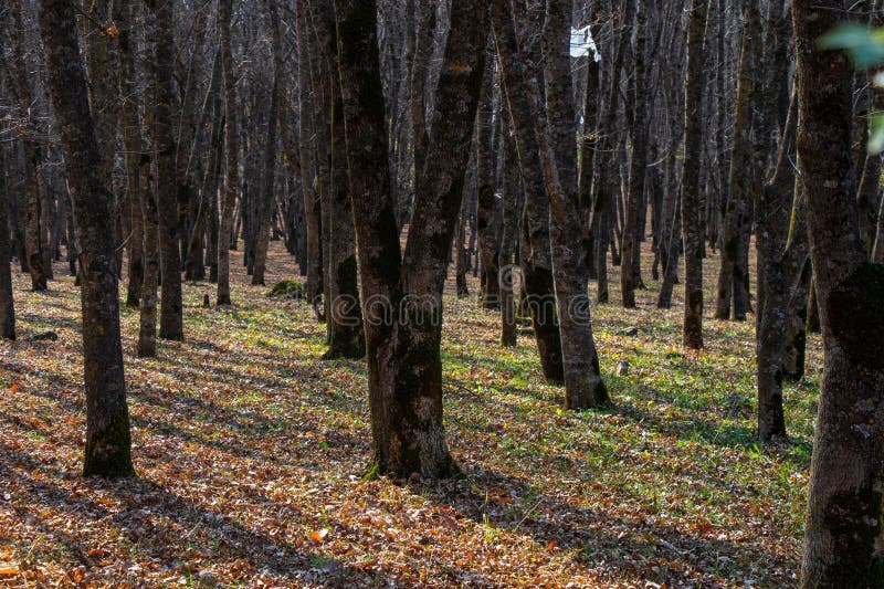 Scenic View of a Forest with Bare Trees Stock Photo - Image of trees ...