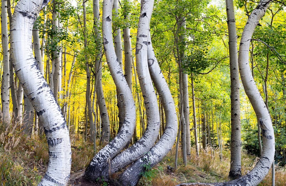 Scenic View of a Forest with Crooked Trees Stock Photo - Image of ...