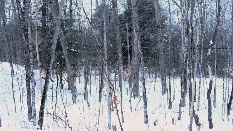 Leafles Strees Stock Photos - Free & Royalty-Free Stock Photos from ...