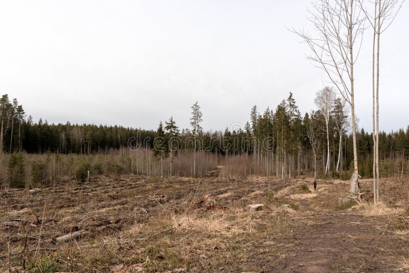 .scenic View of a Forest with Many Trees that are Partially Dead and ...