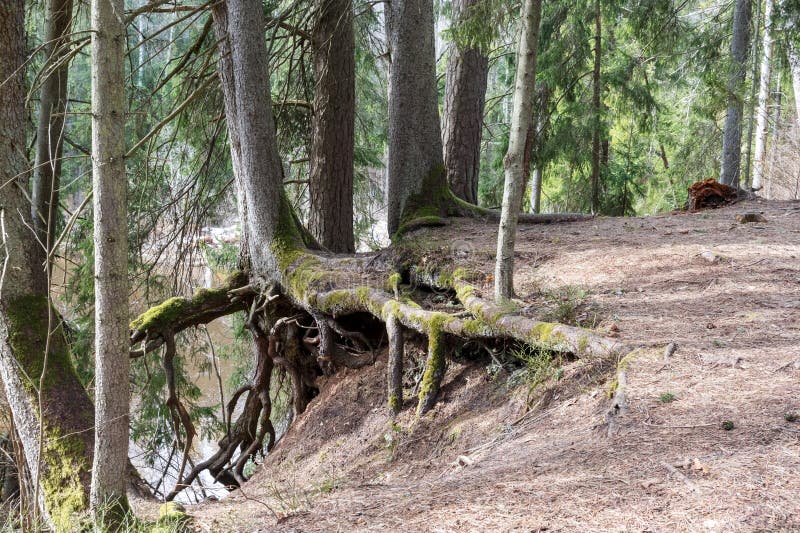 .scenic View of a Forest with Many Trees that are Partially Dead and ...