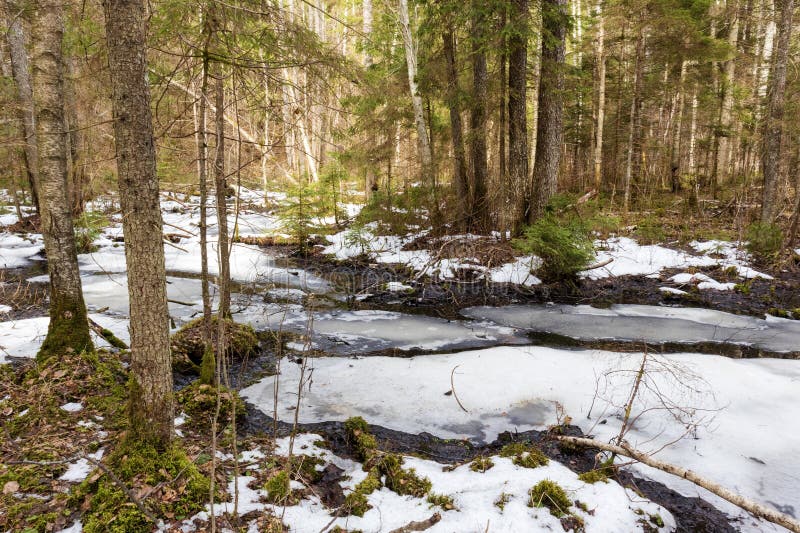 .scenic View of a Forest with Many Trees that are Partially Dead and ...